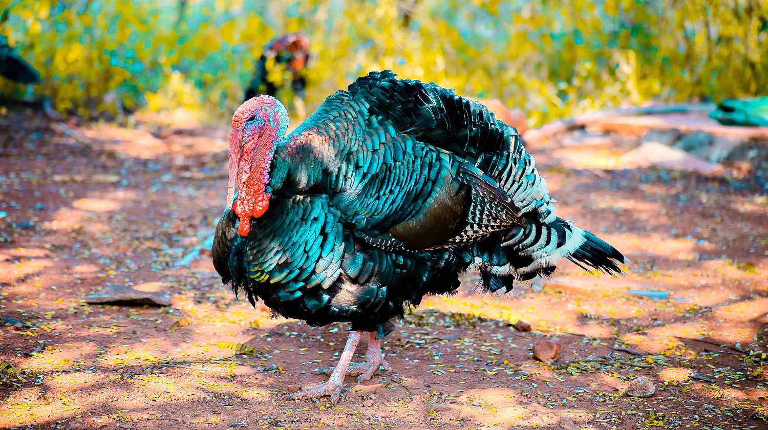 5 Best Turkey Guns On The Market Right Now | Gun Carrier
